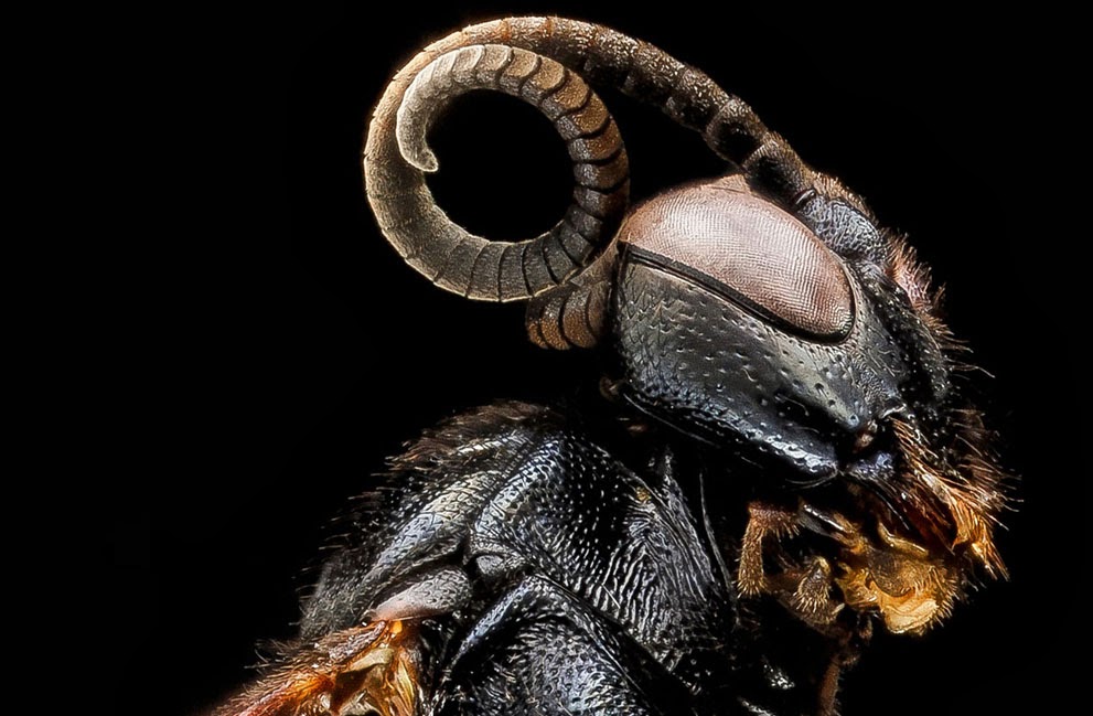 Let's enjoy the beauty: Beautiful Insects