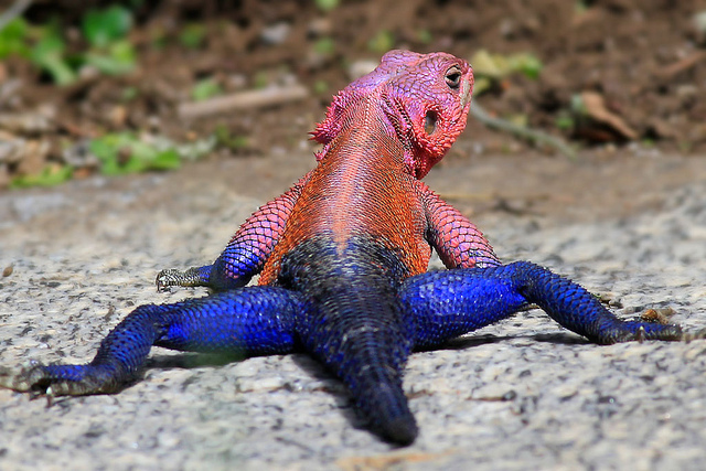 Agama lizard - Animals World