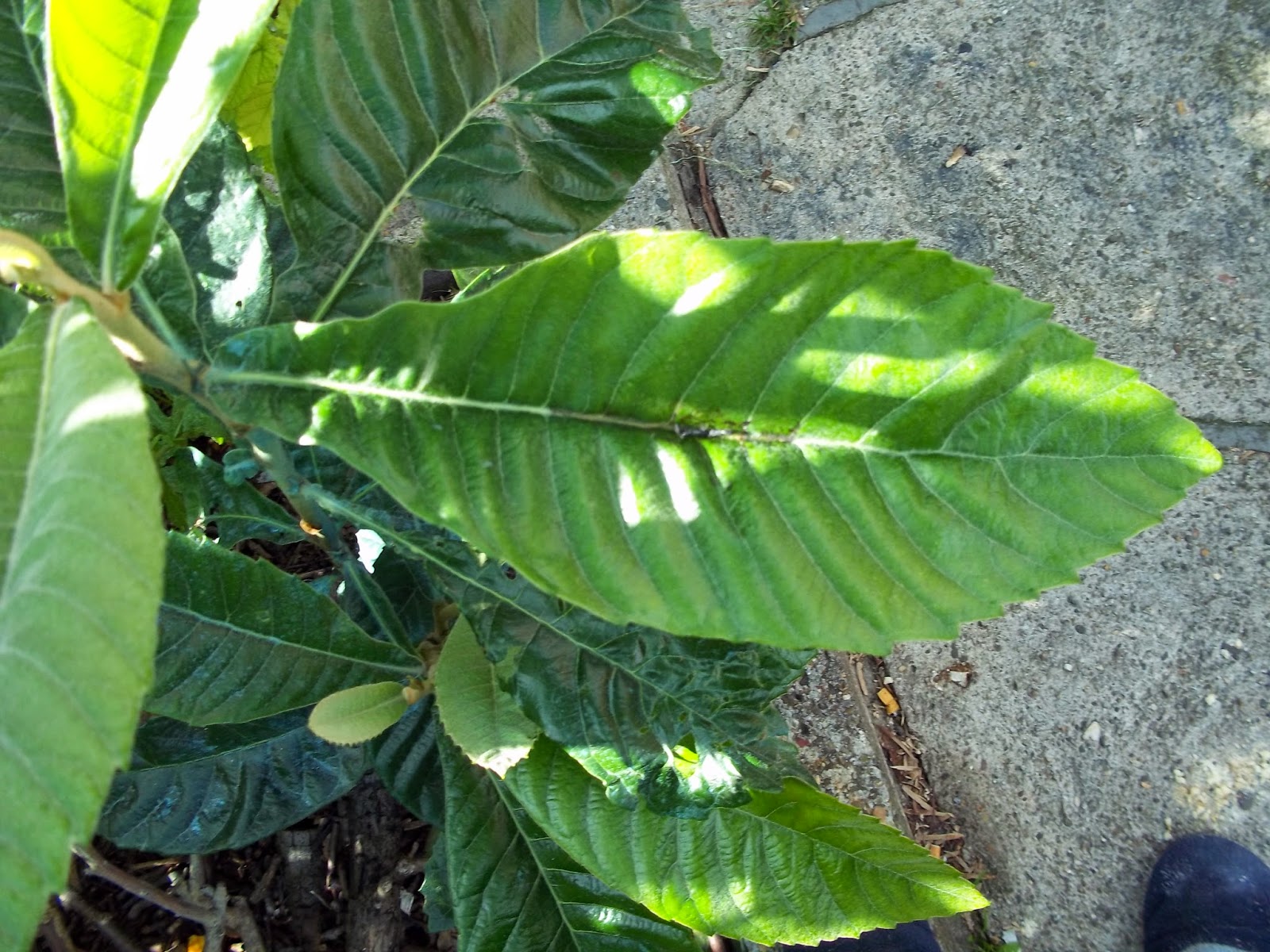 La Vie.The Life.: Le néflier du Japon à Pas-de-Calais