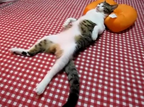 Zoo Animals: Funny Sleepy Cats Photos