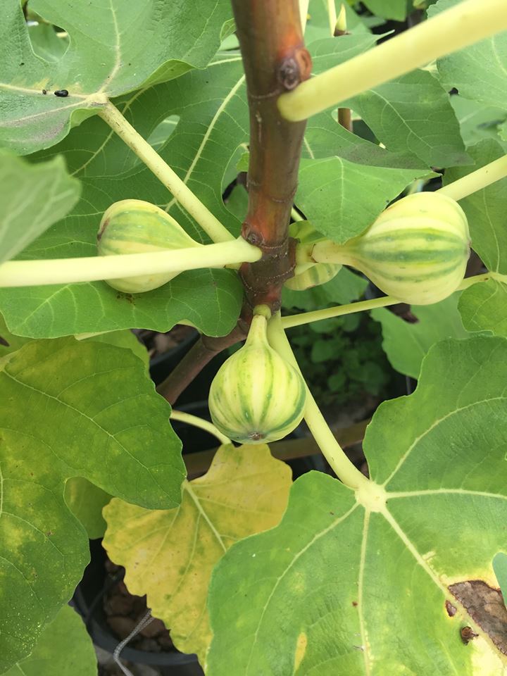 Seattle Garden & Fruit Adventures: The allure of Striped figs