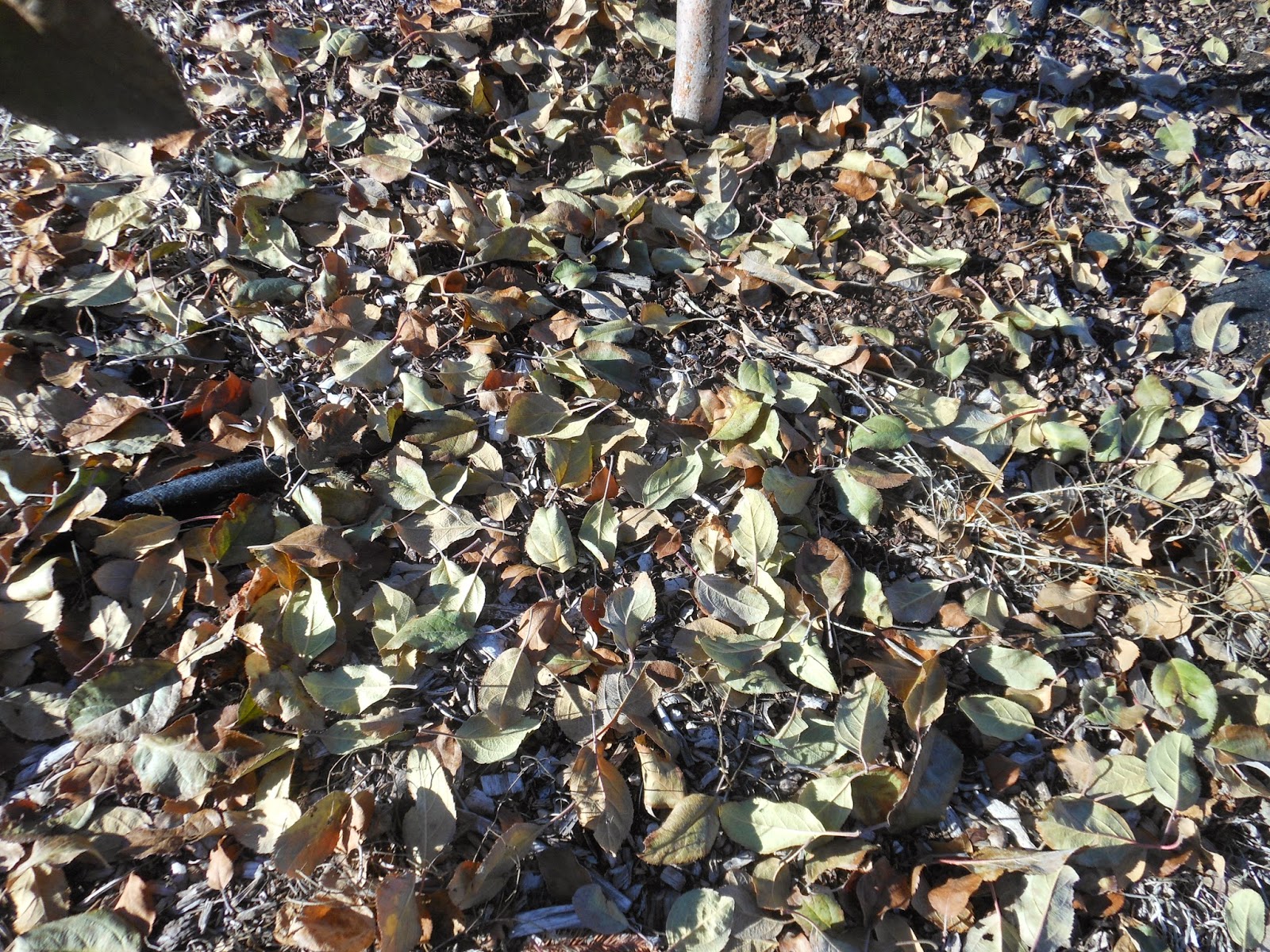 Stop And Enjoy The Leaf Litter!