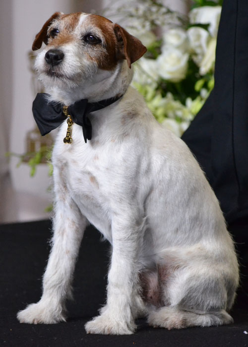 The Sitch on Fitch: Culture | The Golden Uggie, Icon of the Ages...