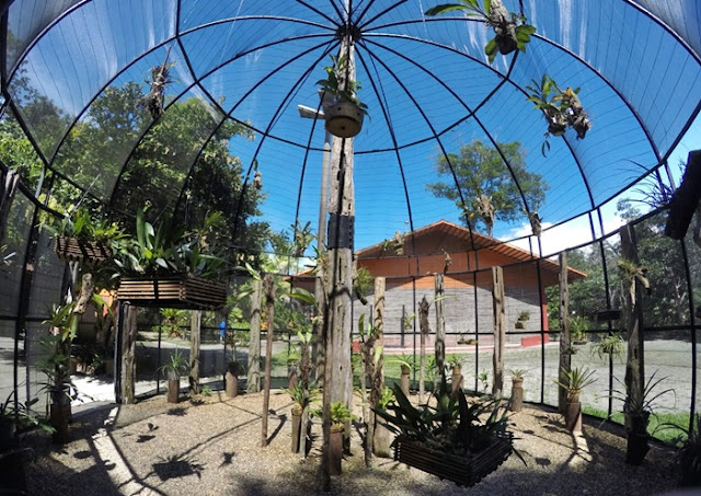 Uma visita ao Musa, o Museu da Amazônia em Manaus [Reserva Florestal ...