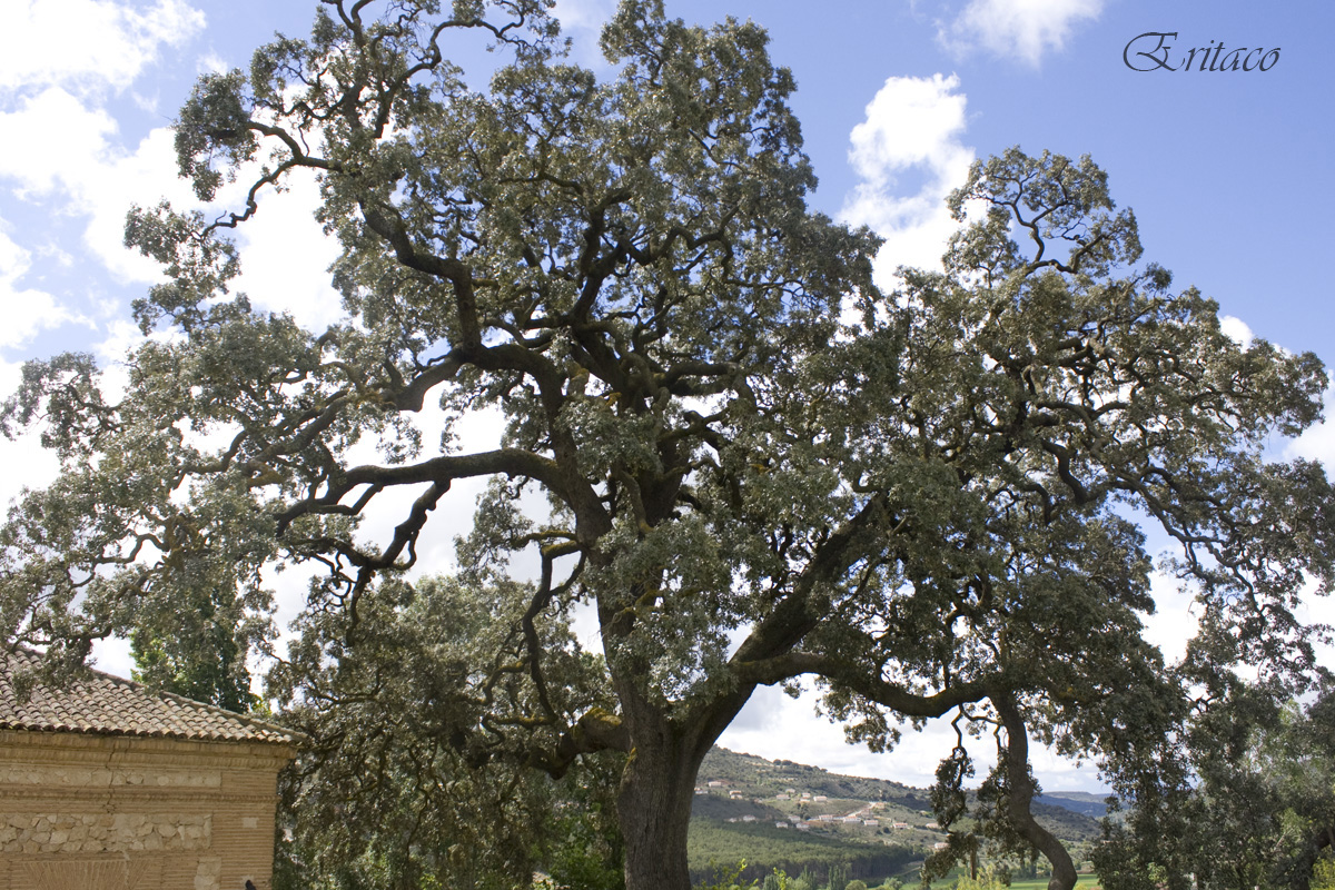 Mis encuentros con lo auténtico: La Encina de Ambite