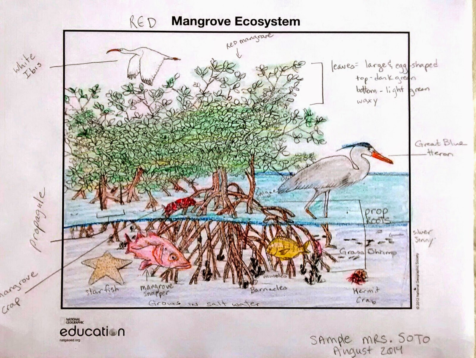 Serenity Valley Academy Browncoats: Science/Oceanography: Mangroves