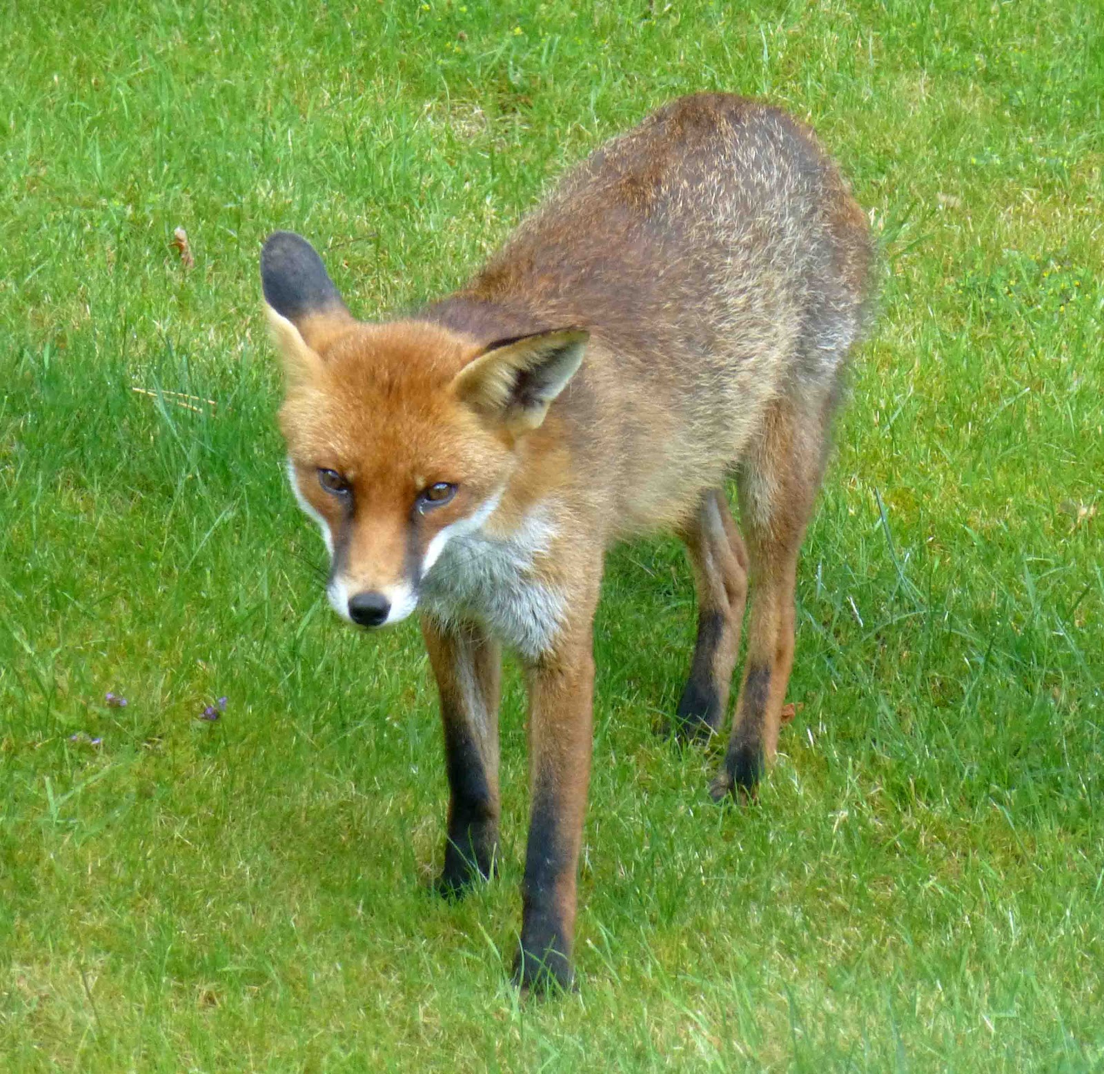 Image Artistry: The Fox and The Cat