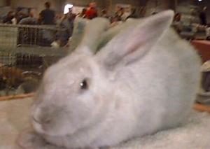 Beveren Rabbit Pictures