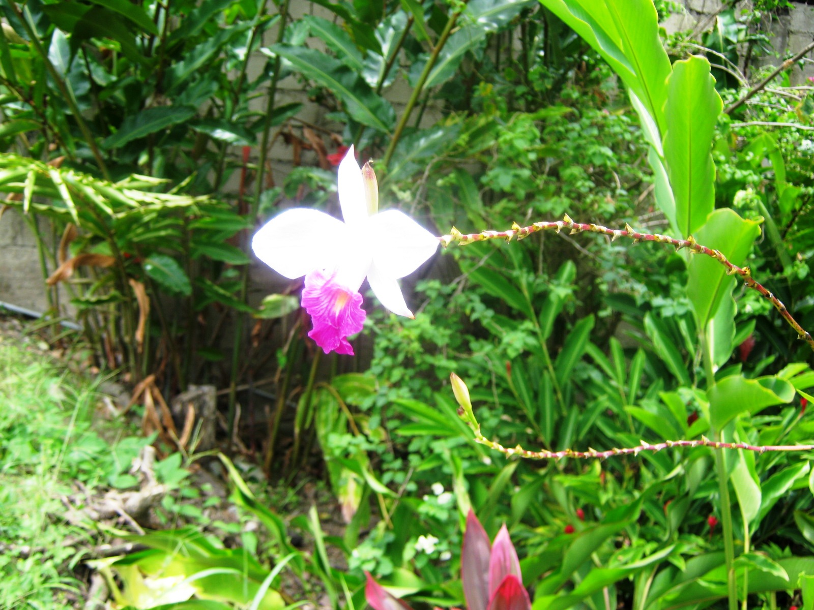 APUNTES - REVISTA DIGITAL DE ARQUITECTURA: Flores y plantas de la Selva ...