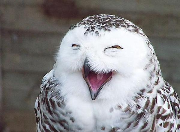 The happiest animals in the world (15 pics) | Amazing Creatures
