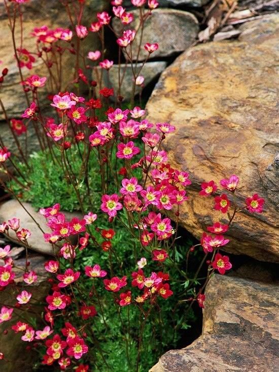 Best Of The Best Funky Garden best-of-the-best-funky-garden