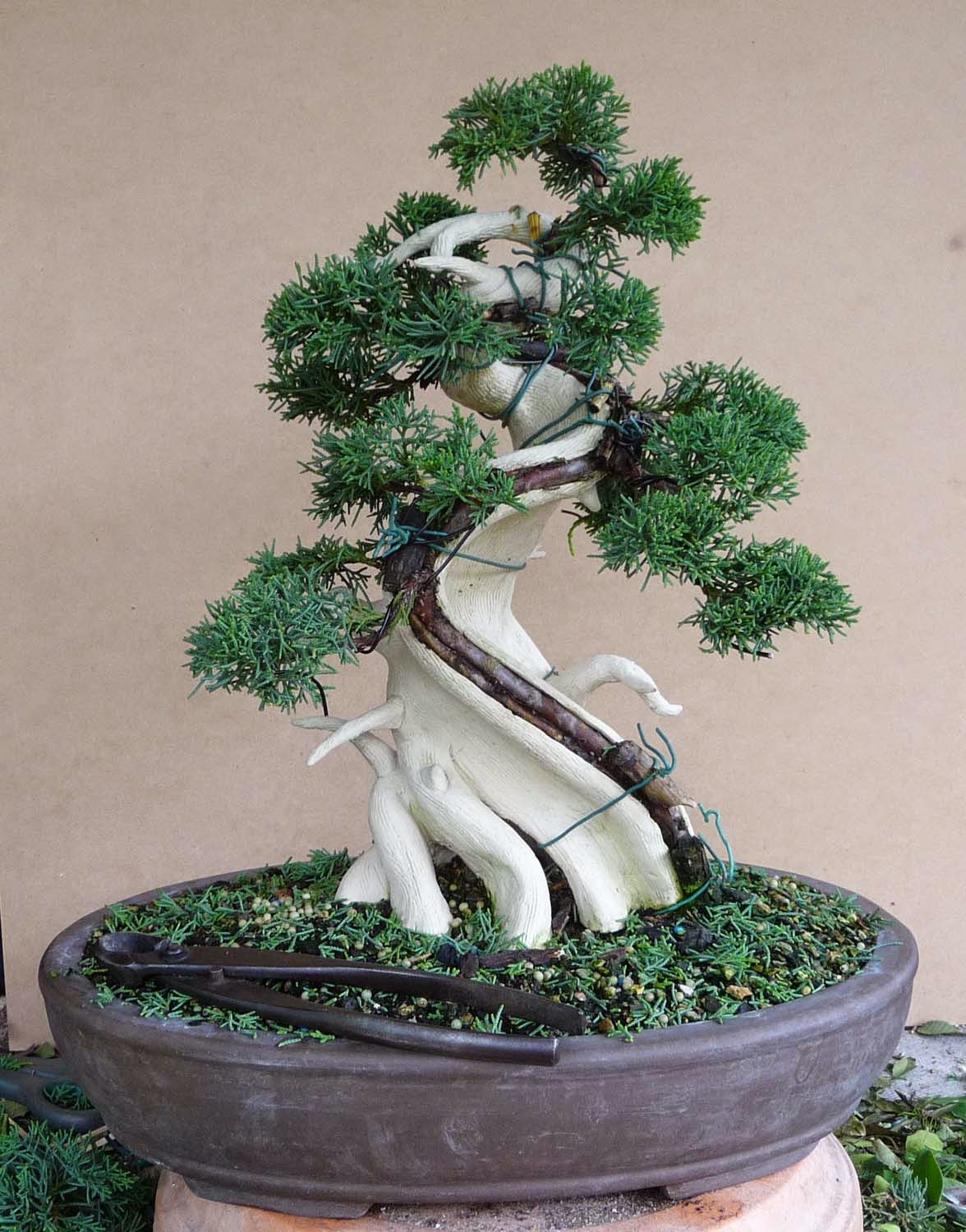 Stephen Cullum's Bonsai & Pottery: Post 183 Tanuki No 4 update