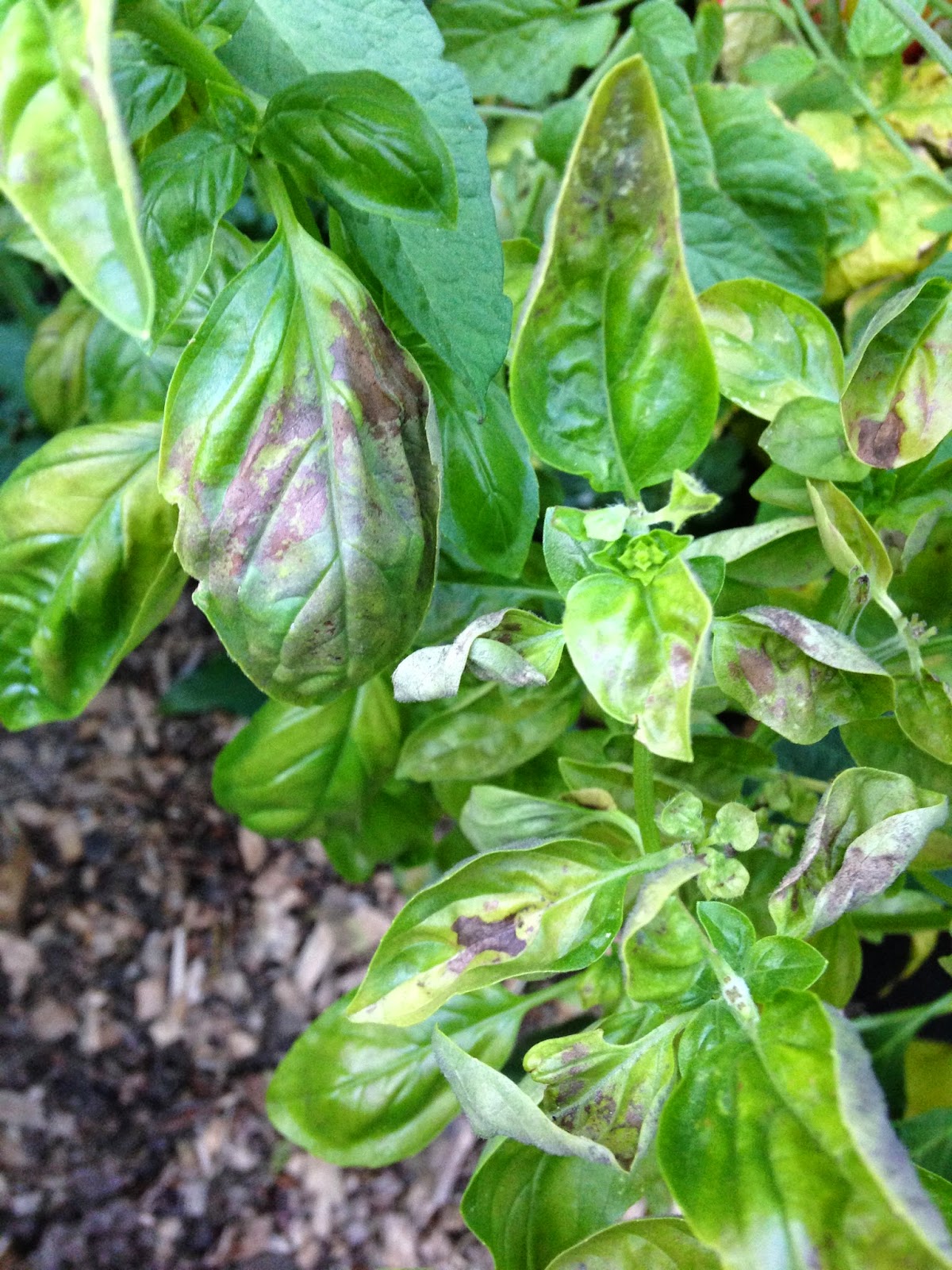 Aquaponics Alive!: Backyard Garden Update