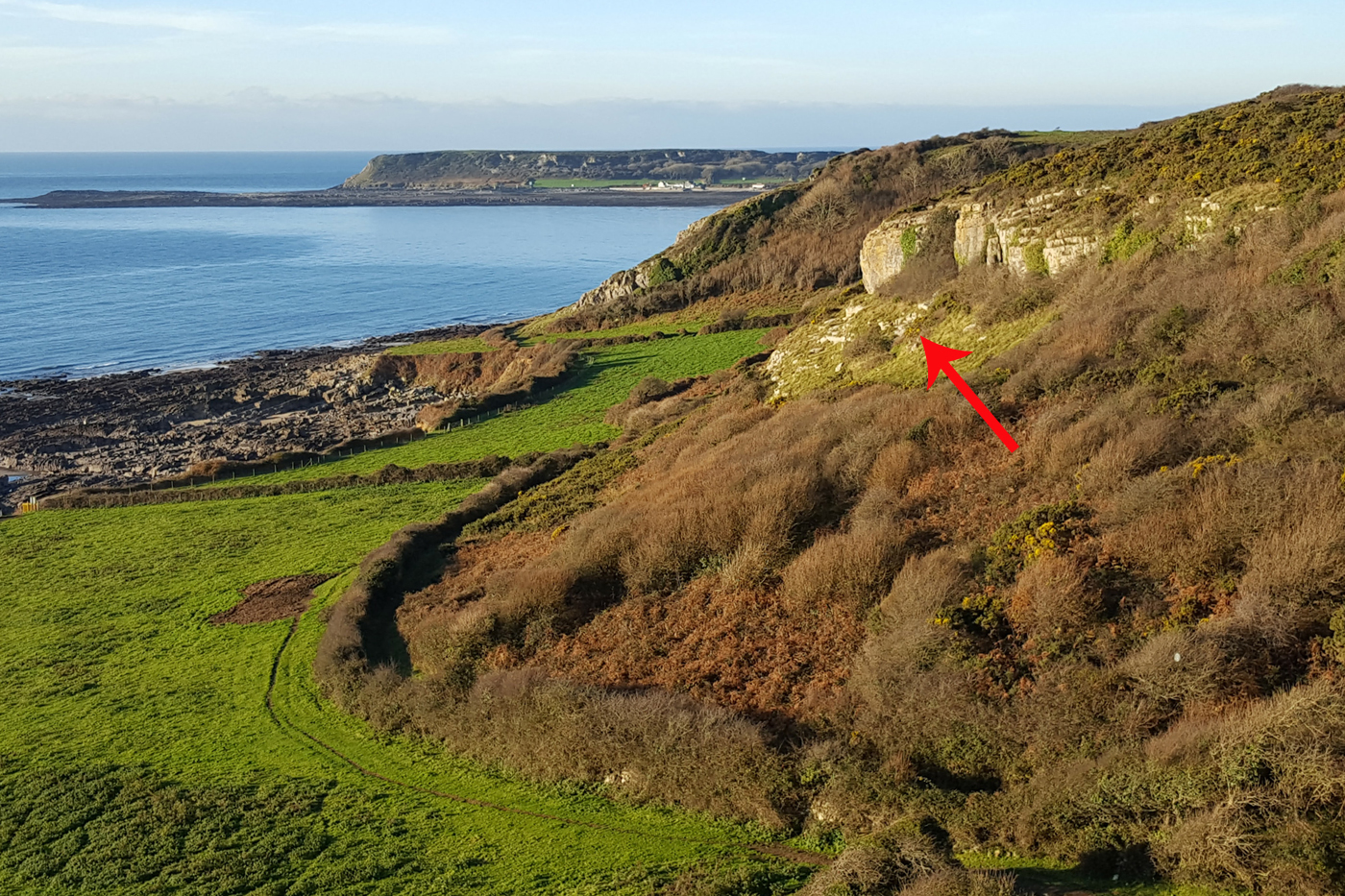 South Wales Bryophytes: Slade