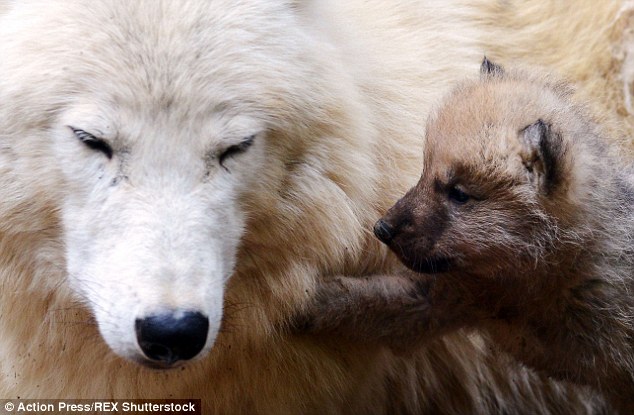 White Wolf : Newborn wolf's adorable attempts to wrestle with its mother