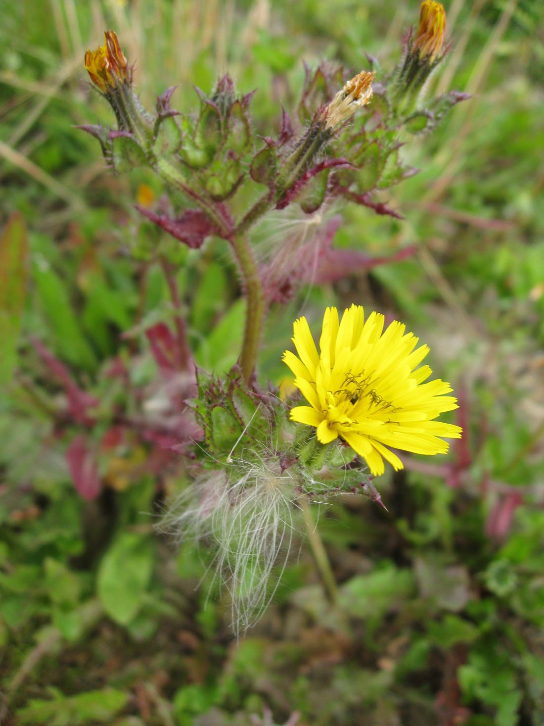 New Horse Owners: Do you know how to identify Ragwort?