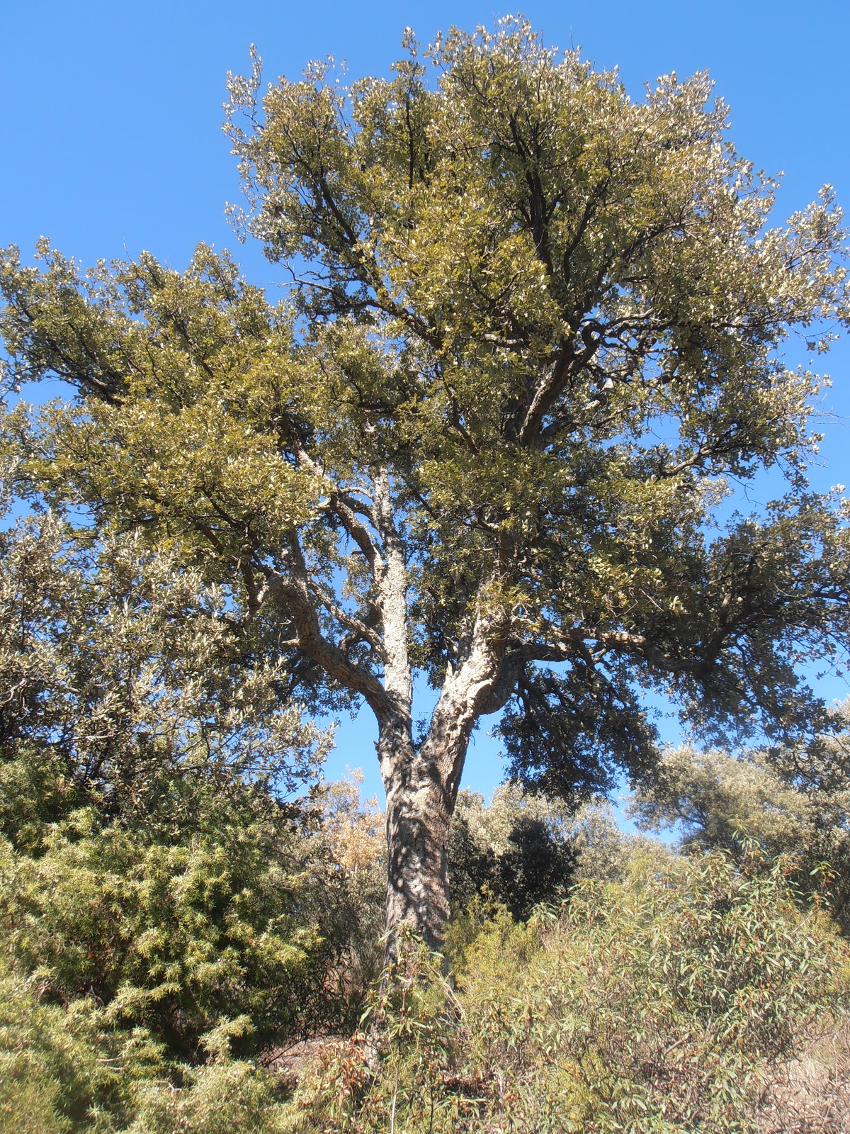 Entre plantas y bichos: Quercus suber (alcornoque)