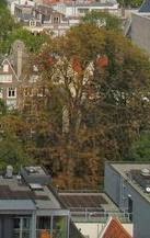 Lifetime Literacy: Anne Frank's Chestnut Tree by Jane Kohuth ...