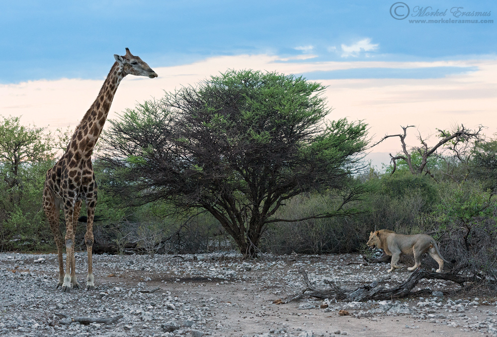 SAFFAscapes: Lions vs Giraffe - The Prelude