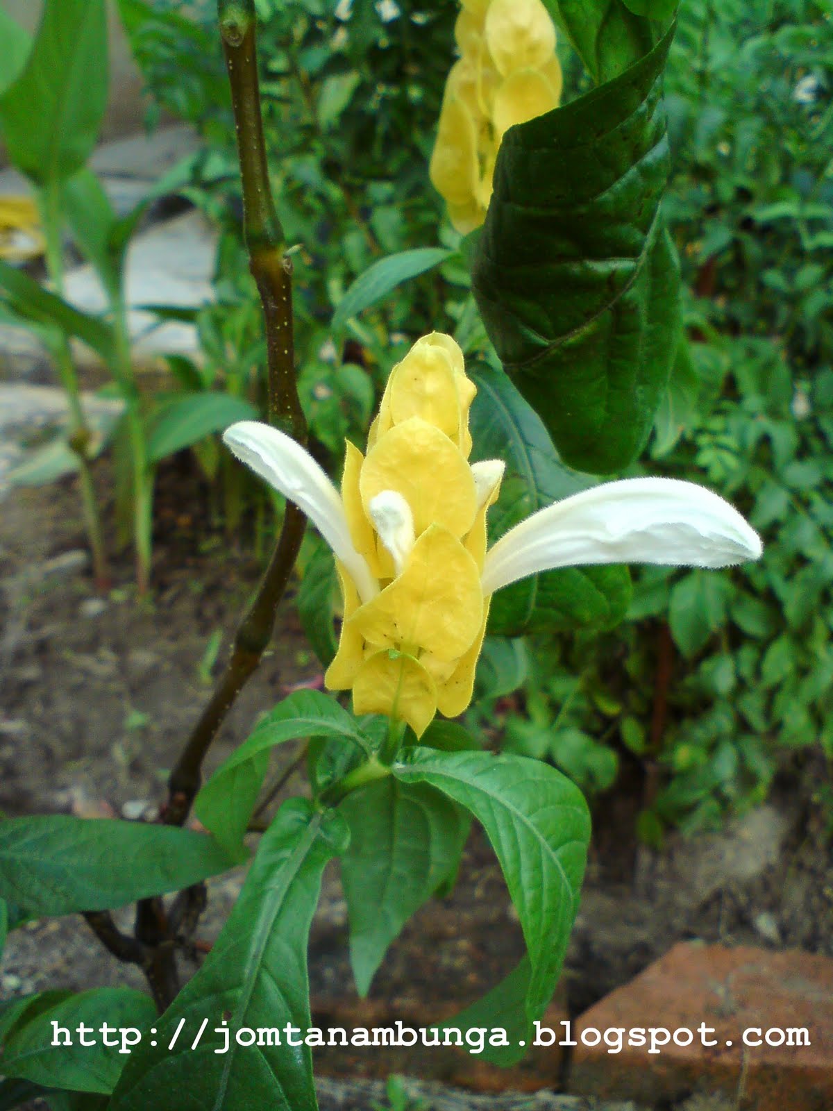 Jom Tanam Bunga: Hantu Bunga?