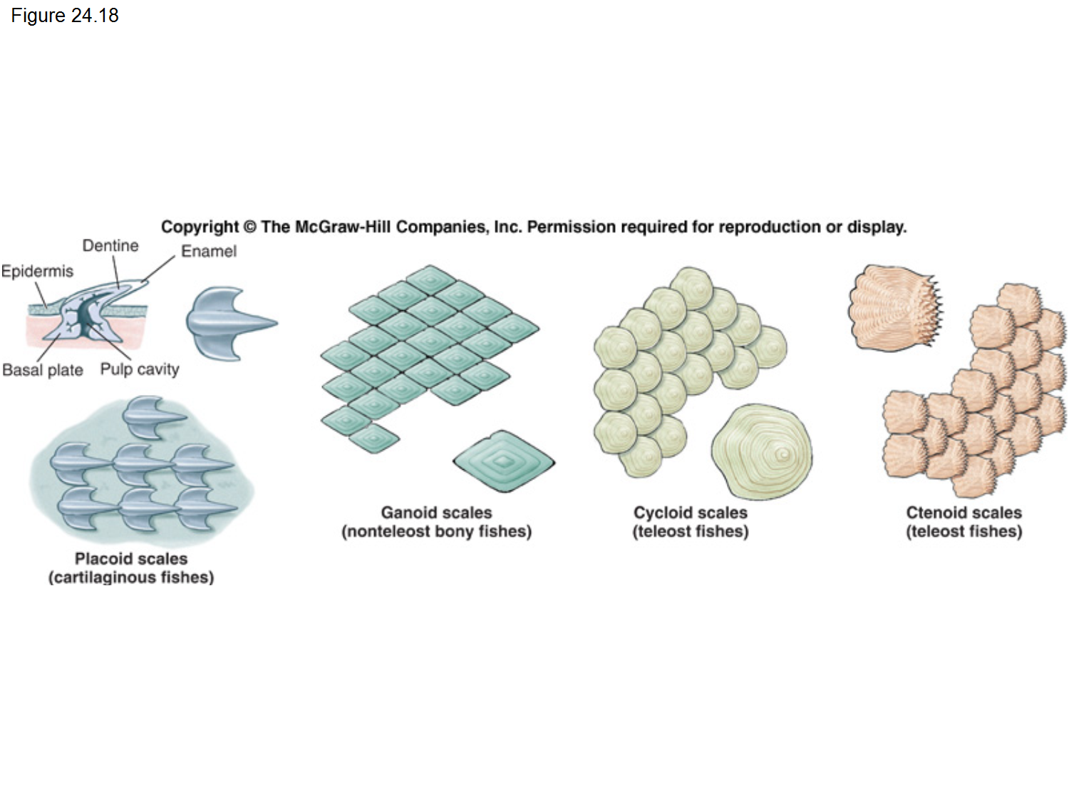 agribisnisperikanansmkn2pinrang: ANATOMI ,MORFOLOGY DAN BENTUK SISIK IKAN
