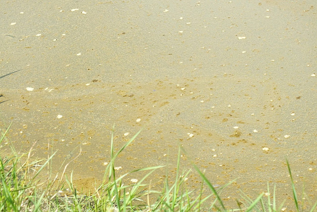 Jurnal unui desculț : mai 2016