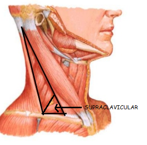 MORFOFISIOLOGIA I: CUELLO