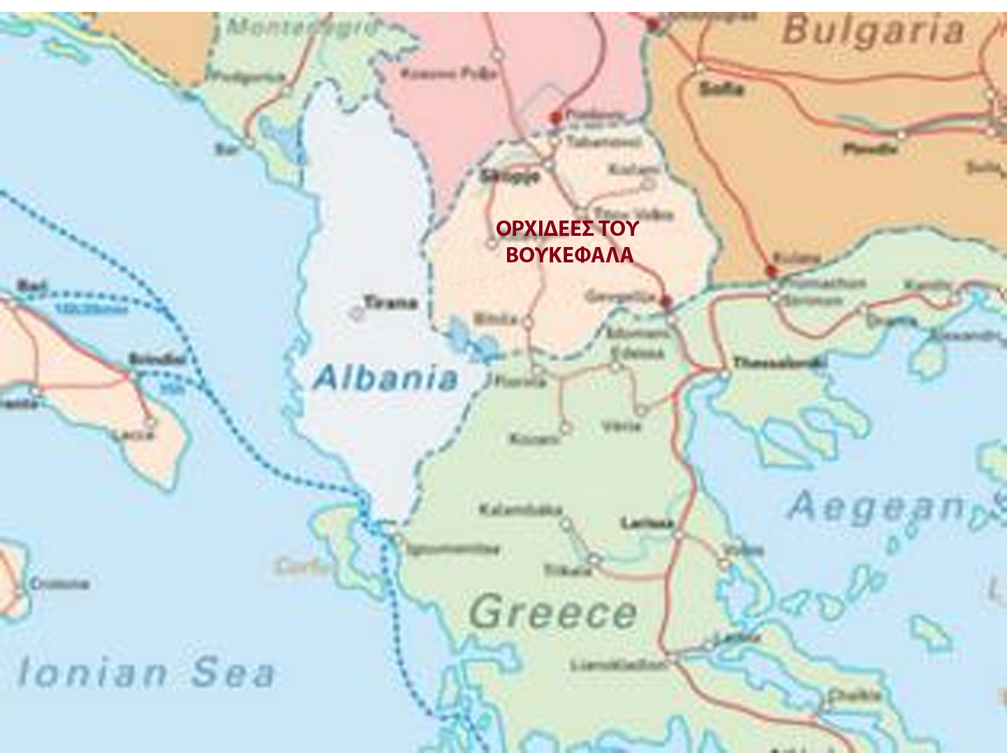 ΟΙ "ΟΡΧΙΔΕΕΣ ΤΟΥ ΒΟΥΚΕΦΑΛΑ" - ΟΡΧΙΔΕΟΒΟΥΚΕΦΑΛΕΙΑ: 2012