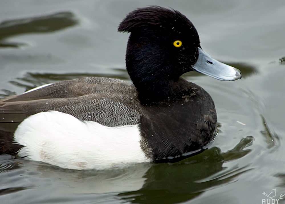 Bird Hybrids: Tufted Duck x Lesser Scaup