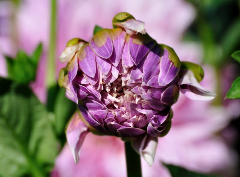 Barbara Rich Photography: June flowers in the garden