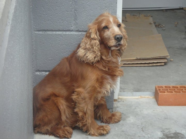 cockers en adopcion: PAITON 9 AÑOS EN ACOGIDA MADRID