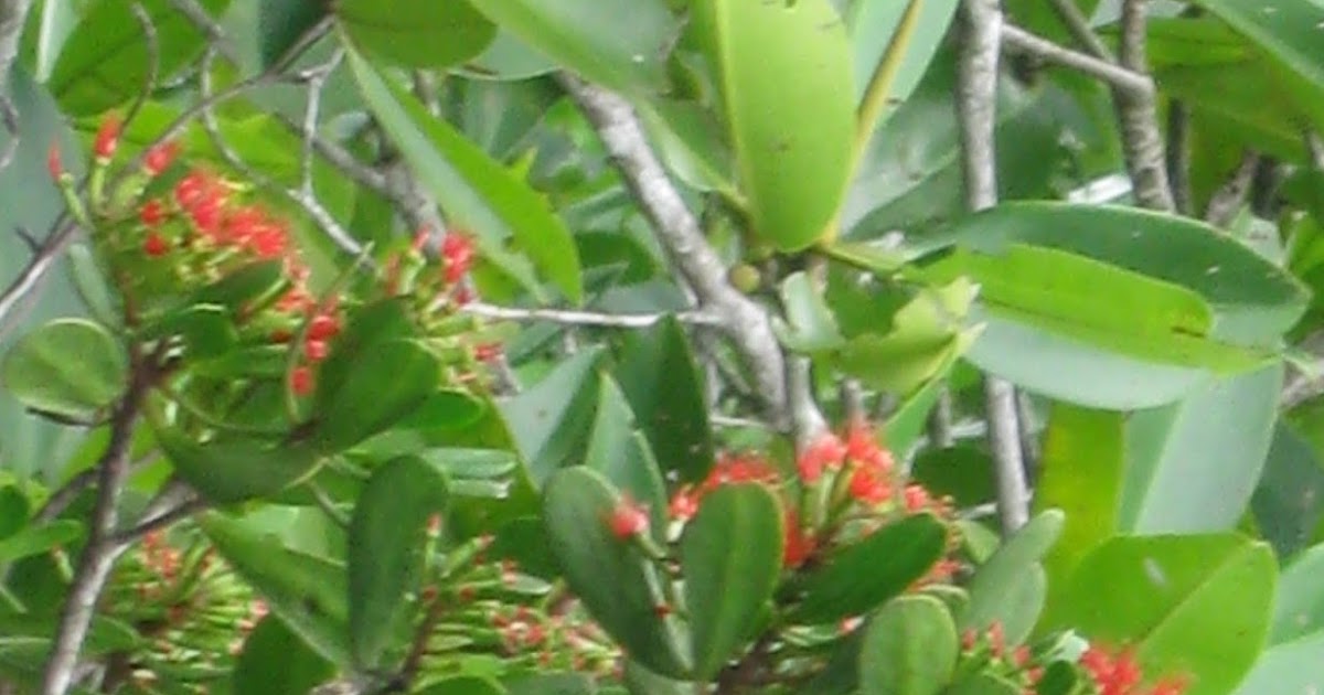 Bunga Sesup (jenis mangrove)
