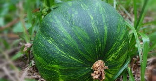 Top Cara Menanam Labu Kuning, Info Baru!