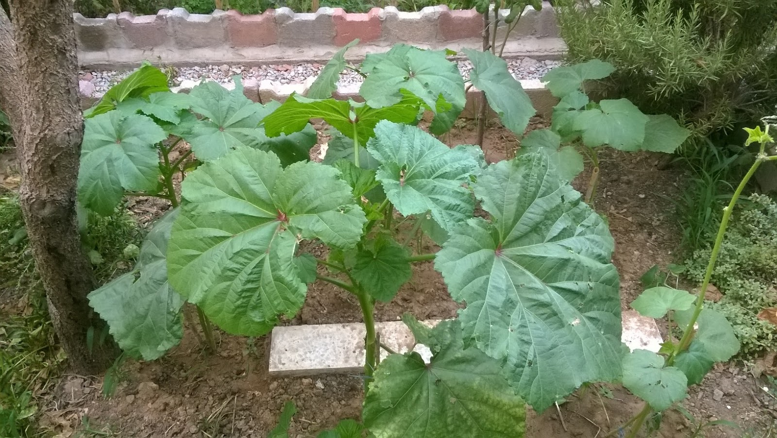 How To Grow Okra