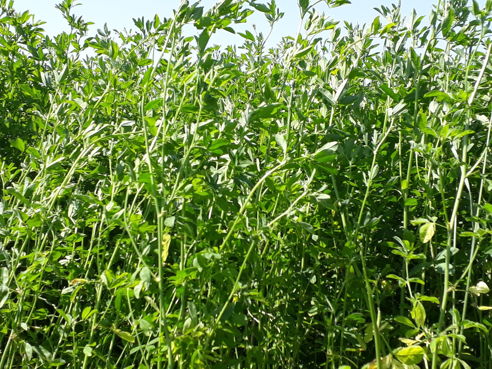 Alfalfa ecologica : EL SEGUNDO CORTE DE ALFALFA NO ES TAN ABUNDANTE
