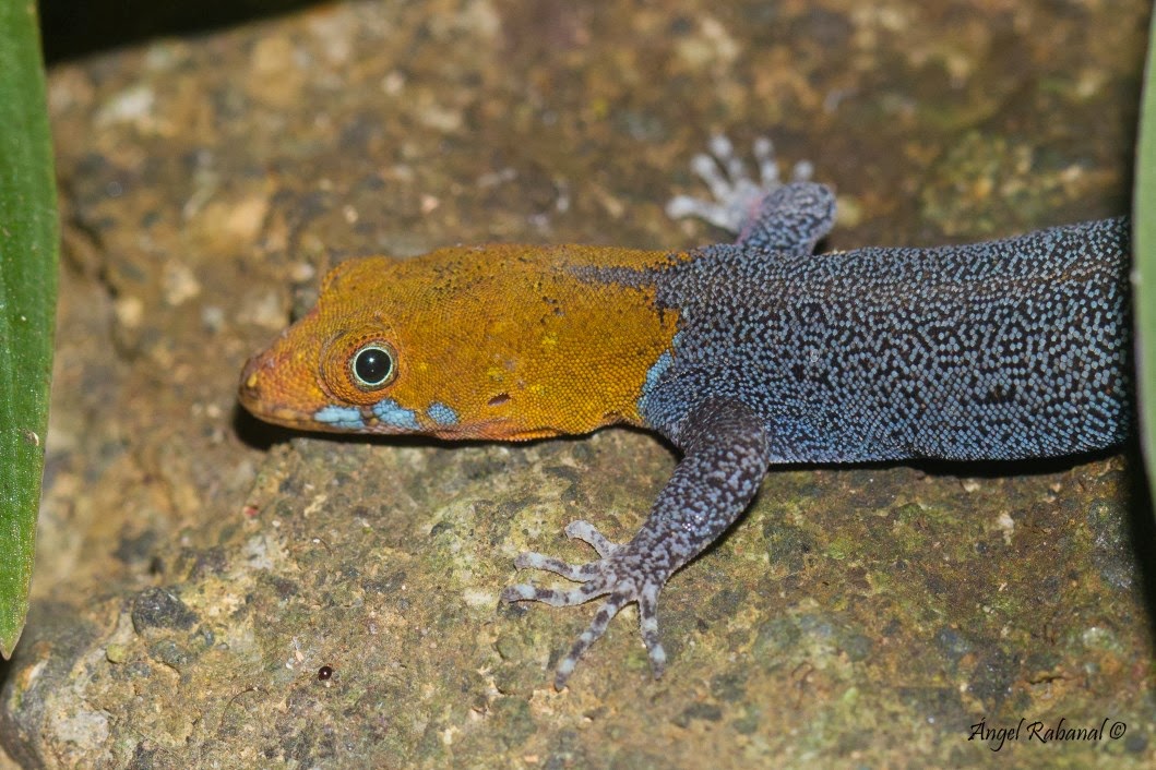 Calamones de la isla: Costa Rica 1ª parte (sangre fria)