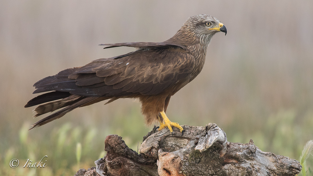 Nosoloaves - Aves del mundo (Birds of the world): Recuerdos del verano ...