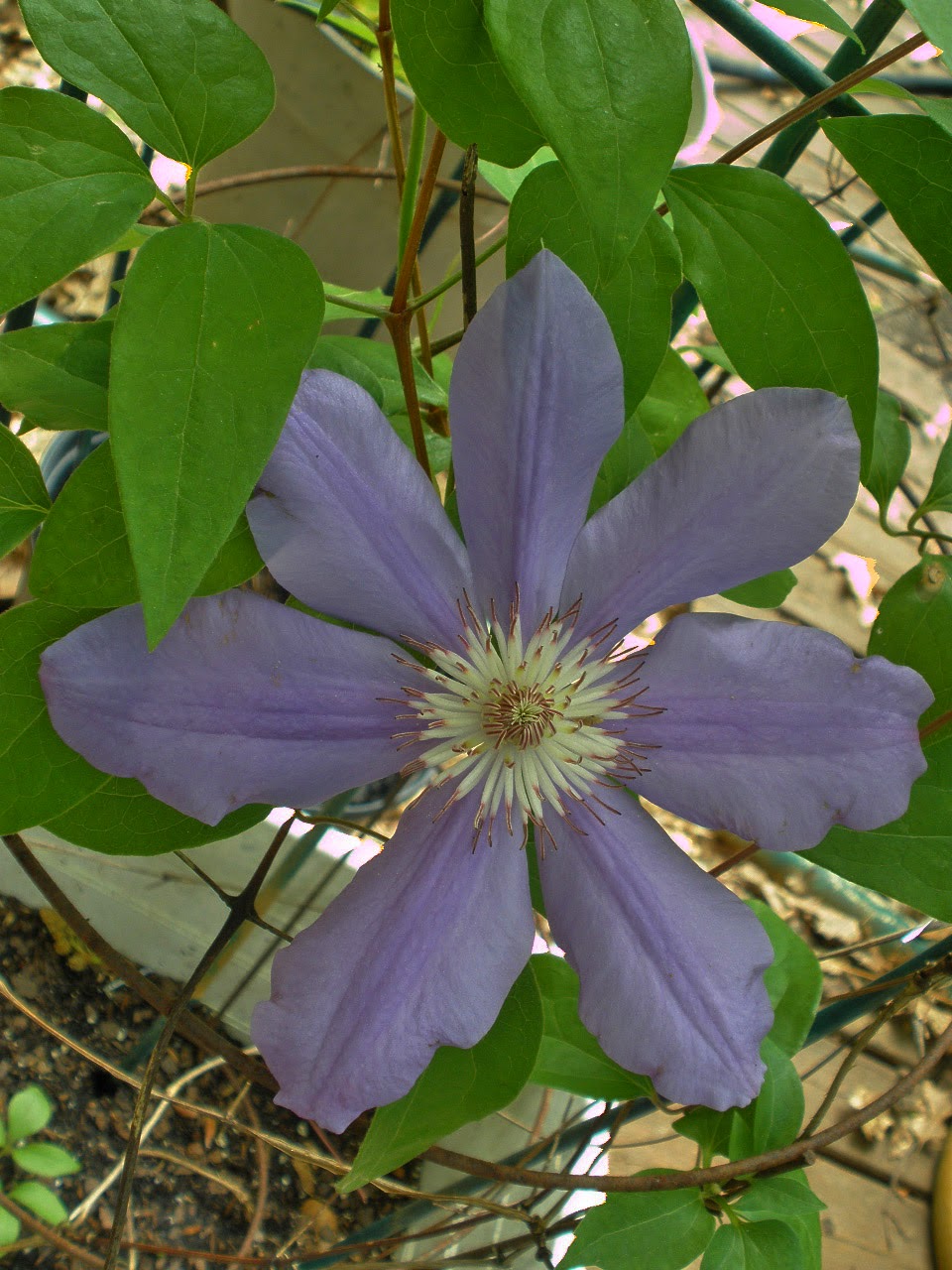 MARIETTE'S BACK TO BASICS: {Our Lilac Clematis 'Silver Moon'}