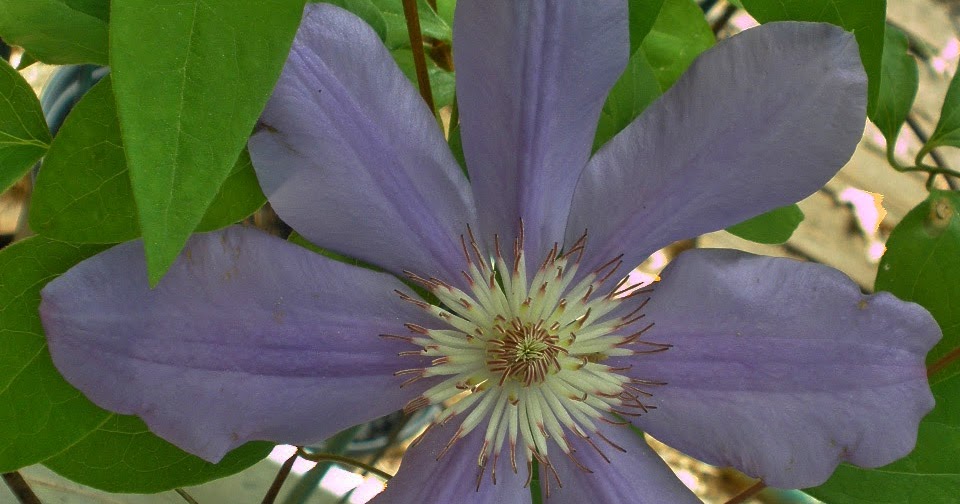 MARIETTE'S BACK TO BASICS: {Our Lilac Clematis 'Silver Moon'}