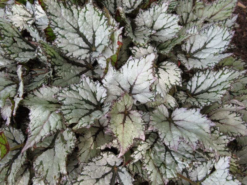 Всё о бегониях и не только...: Begonia rex 'Shadow King Moonlight ...