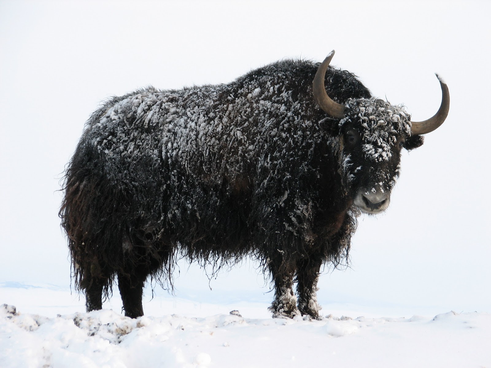 Springridge Ranch Grass-Fed Yak-Cross Beef: After The Spring Snow Squall