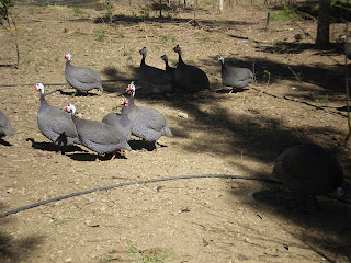 Preciosidades no Sul: ANGOLISTAS FRANCESAS (Galinhas de Angola, Tô ...