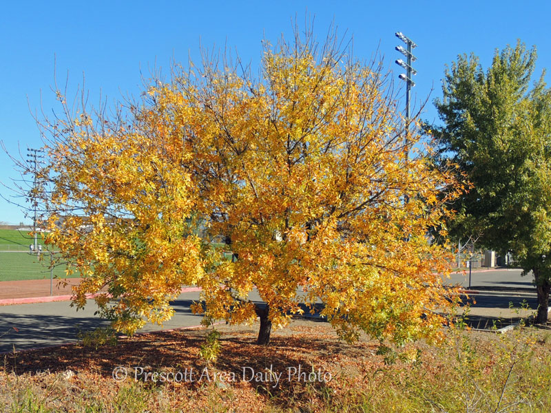 Prescott Area Daily Photo: A Tree