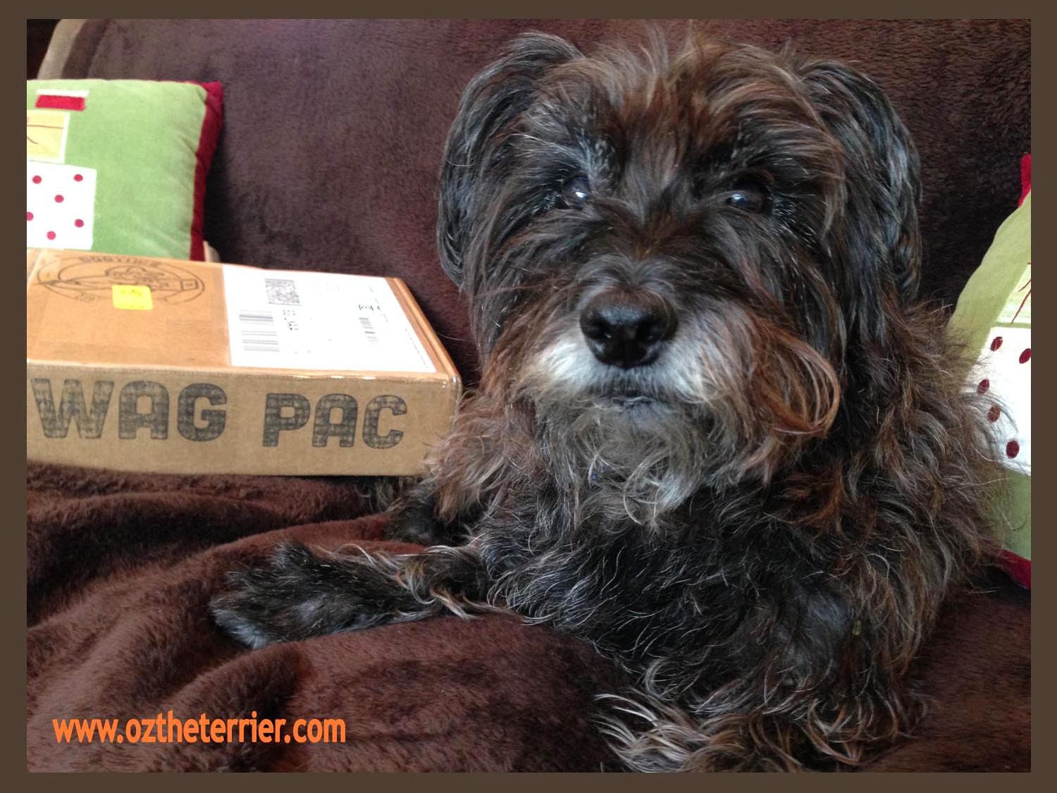 My Tail Wags for Wag Pac | Oz the Terrier - Lifestyle Dog Blog