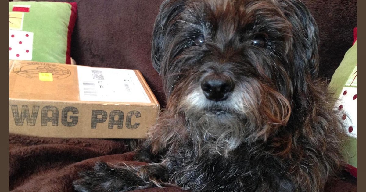 My Tail Wags for Wag Pac | Oz the Terrier - Lifestyle Dog Blog
