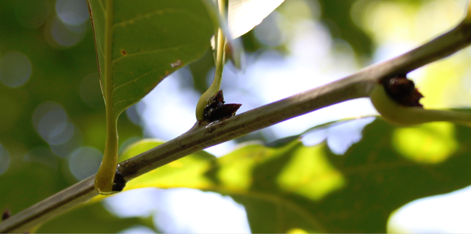 Centenary College Arboretum: Tree of the Week: White Oak (Quercus alba)