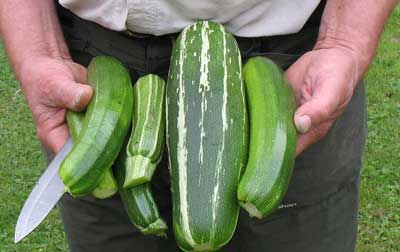 Are Zucchini And Courgette The Same Thing