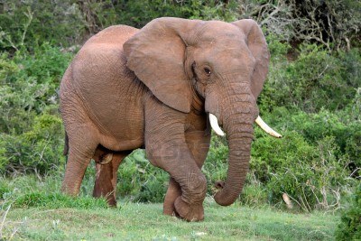 Natural, Scientific and Medical Wonders: An alert about Elephants in Musth!