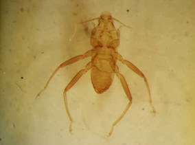 Variety of Life: Polyctenidae