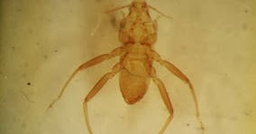 Variety of Life: Polyctenidae